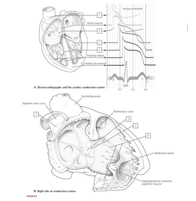Solved Colorthe features of the heart's intrinsic conduction | Chegg.com
