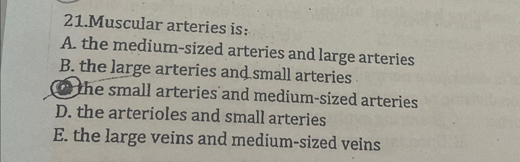 Solved Muscular arteries is:A. ﻿the medium-sized arteries | Chegg.com