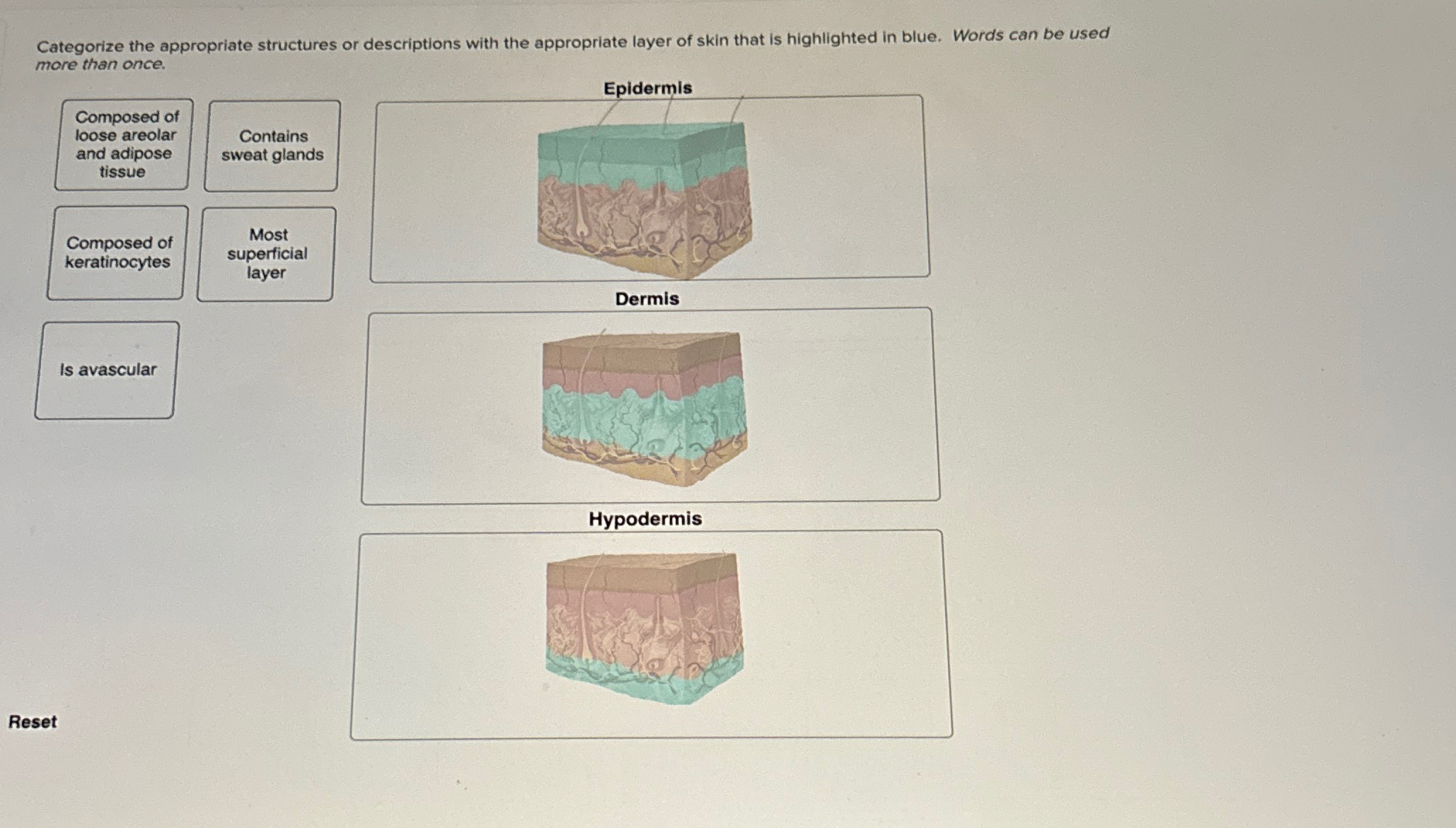 Solved Categorize the appropriate structures or descriptions | Chegg.com