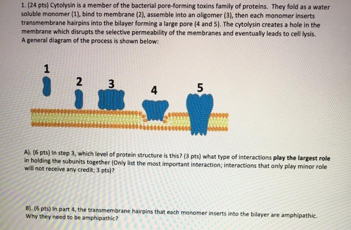 Solved 1. (24 pts) Cytolysin is a member of the bacterial | Chegg.com