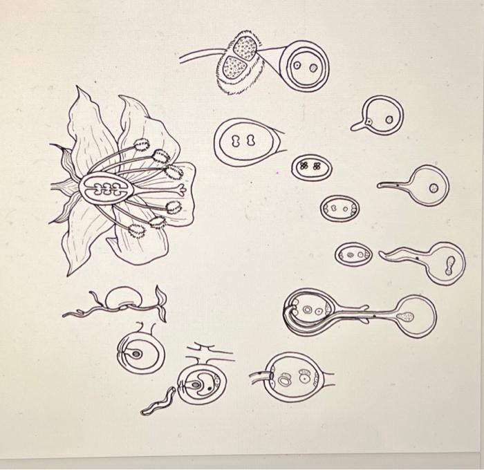 Solved label the locules, embryo sac, egg, synergids, | Chegg.com