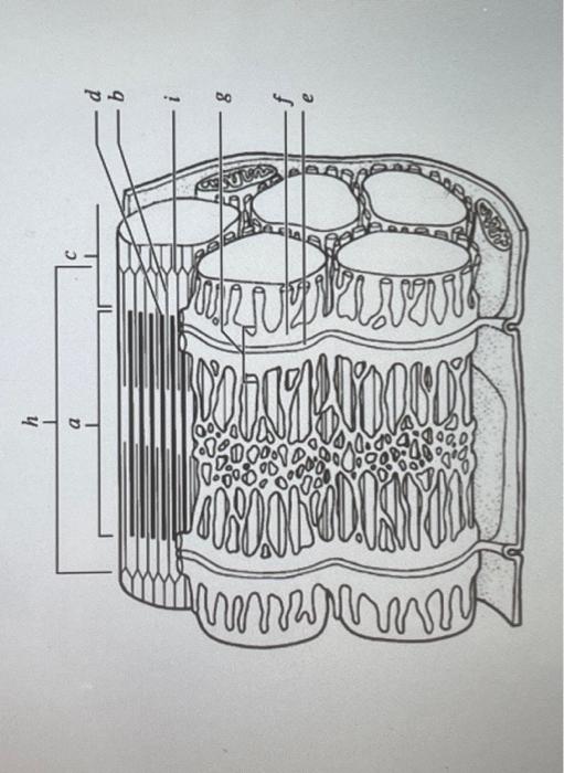 Solved Label | Chegg.com