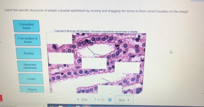 Solved Label the specific structures of simple cuboidal | Chegg.com