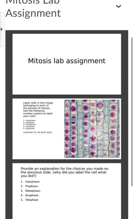 Solved > Assignment Mitosis lab assignment Label cells in | Chegg.com