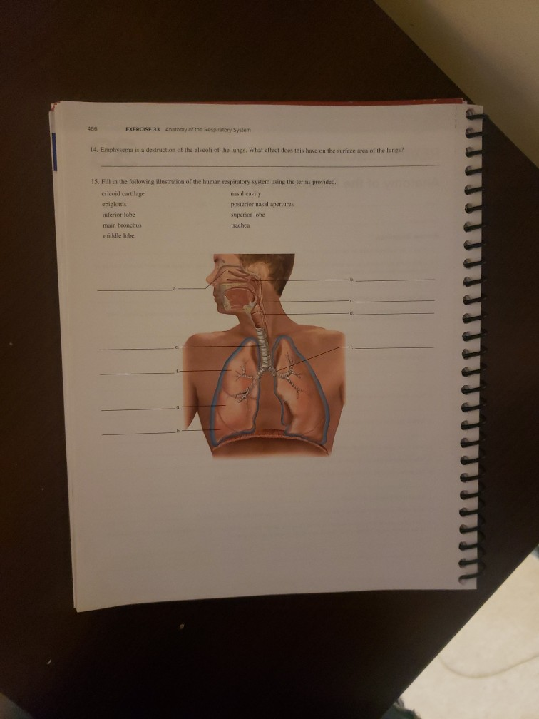 Solved 466 EXERCISE 33 Anatomy of the Respiratory System 14. | Chegg.com
