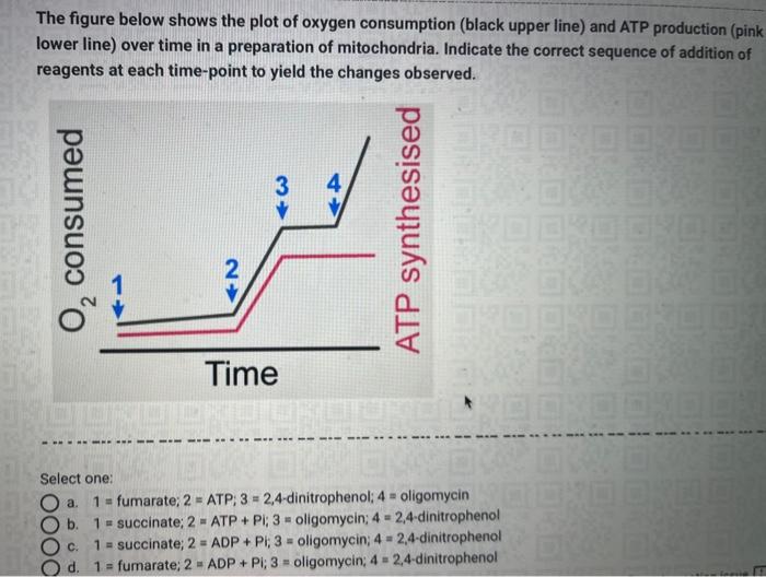 Solved The figure below shows the plot of oxygen consumption | Chegg.com