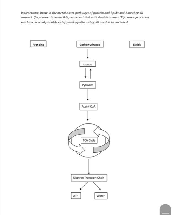 Solved Instructions: Draw in the metabolism pathways of | Chegg.com