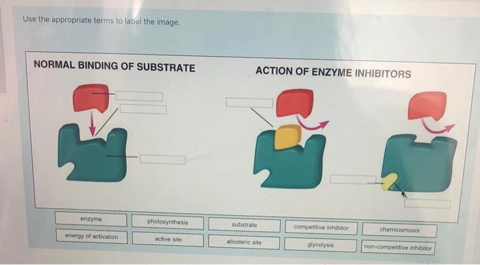 Solved Use the appropriate terms to label the image of | Chegg.com