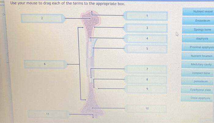 Solved Use your mouse to drag each of the terms to the | Chegg.com