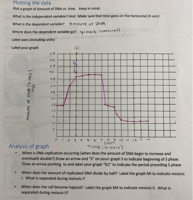 Solved Plotting the data Plot a graph of Amount of DNA vs. | Chegg.com