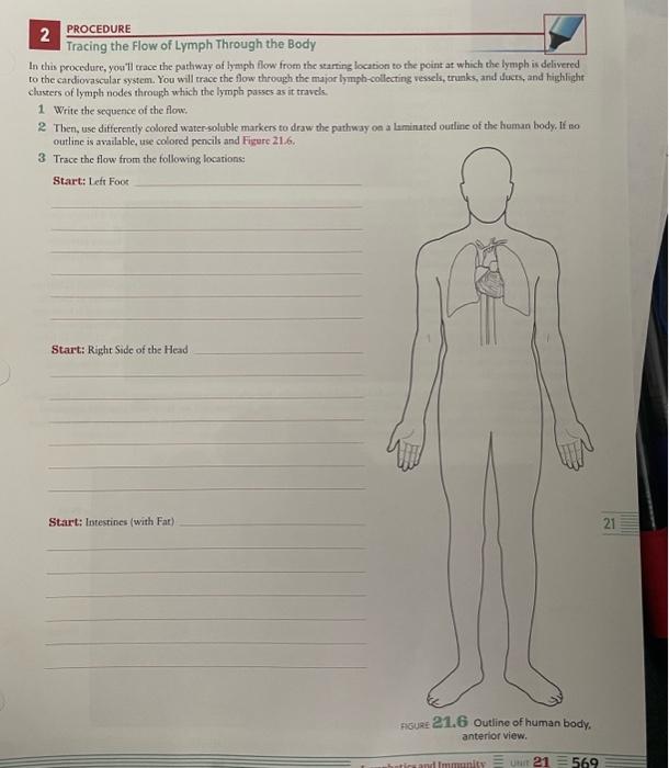 Solved In this peocedure, yoa'tl trace the pathway of Jymph | Chegg.com
