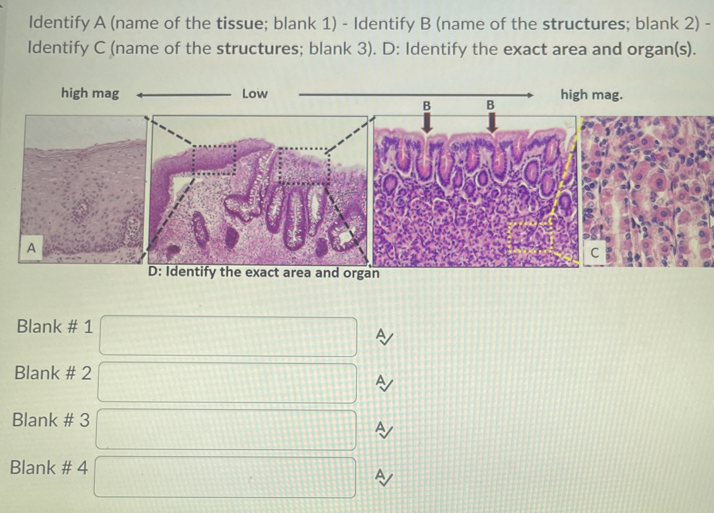 Solved Identify A (name of the tissue; blank 1) - ﻿Identify | Chegg.com