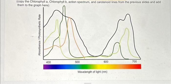 Solved (copy the Chlorophyll a, Chlorophyll b, action | Chegg.com
