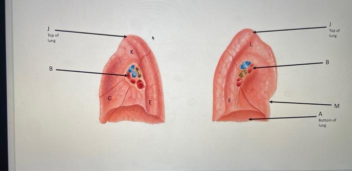 Label The The Following Letter Lung Apex Lung