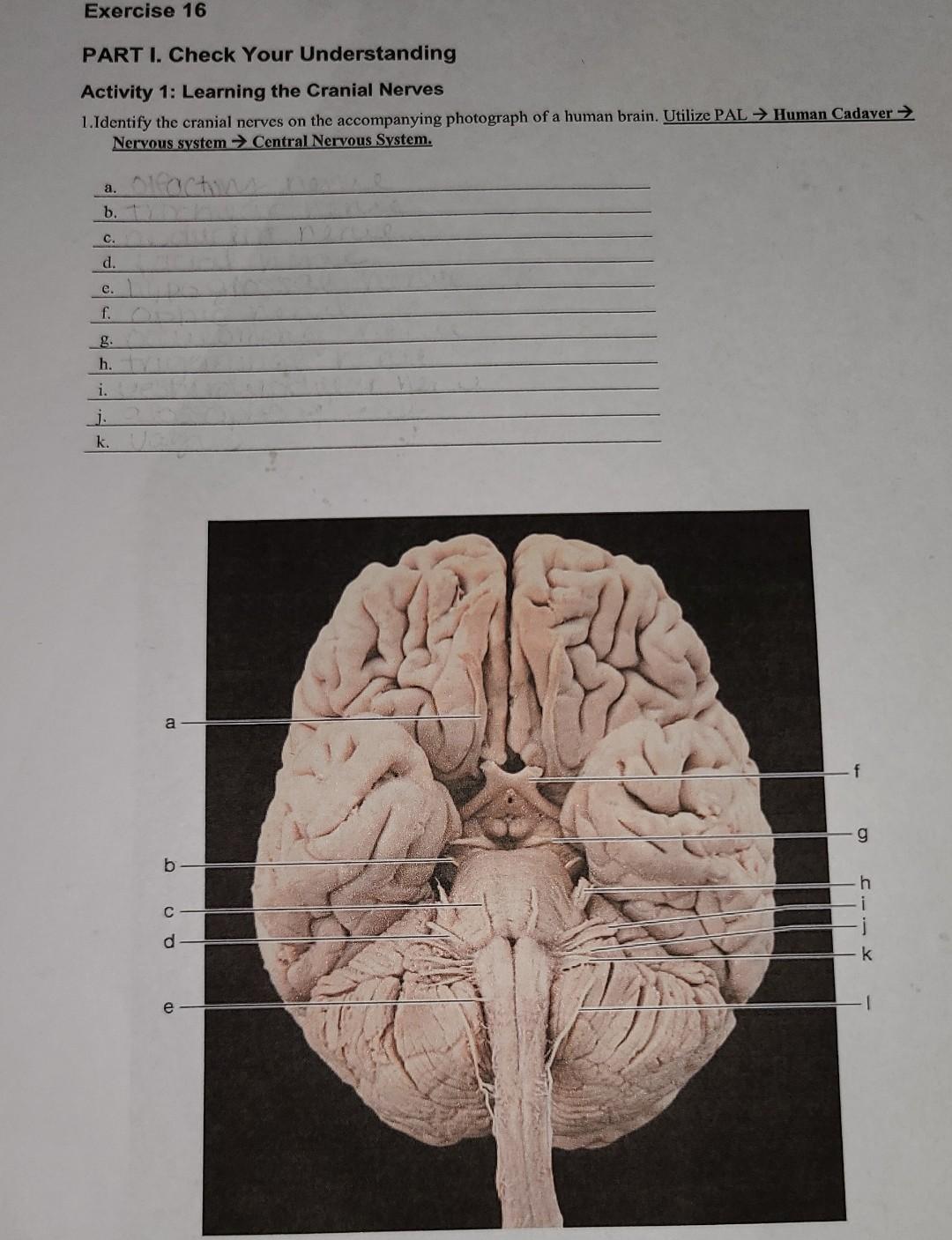 Solved Exercise 16 PART I. Check Your Understanding Activity | Chegg.com