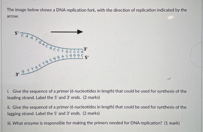 Solved The image below shows a DNA replication fork, with | Chegg.com