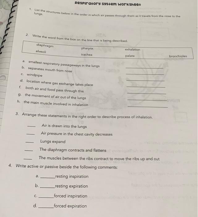 Solved Respiratory system worksheet 1. List the structures | Chegg.com
