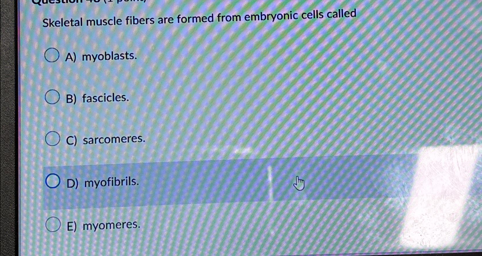 Solved Skeletal muscle fibers are formed from embryonic | Chegg.com