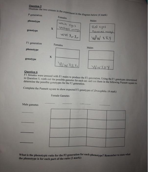 Solved Part 2 Inheritance in Drosophila For F2 please coumt | Chegg.com