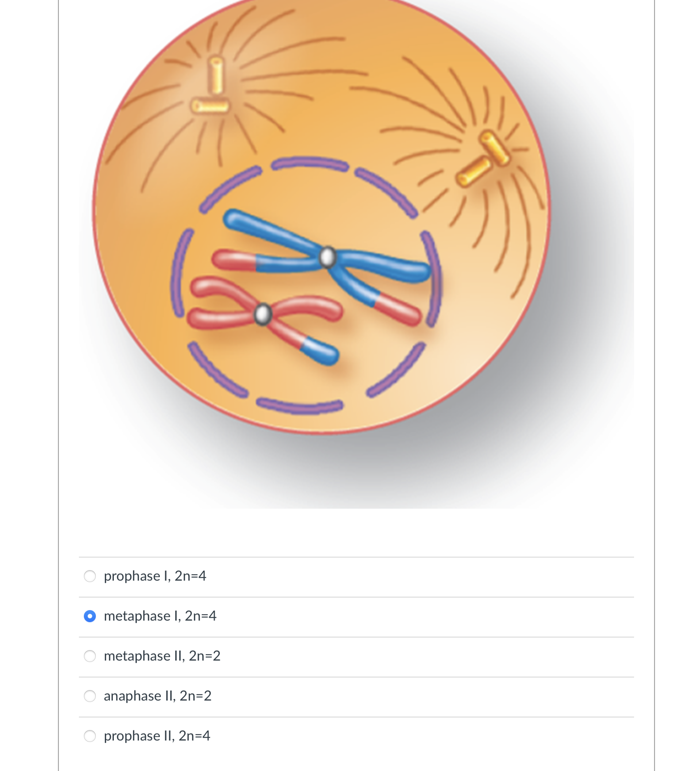 Solved prophase I, 2n=4metaphase I, 2n=4metaphase | Chegg.com