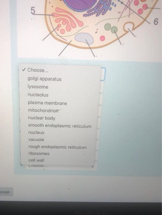 Solved Match the numbered organelles to the cell structure | Chegg.com