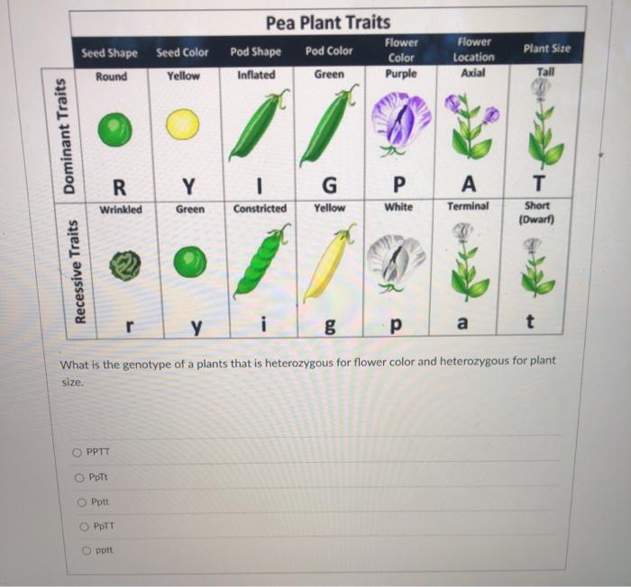 Solved Pea Plant Traits Flower Seed Shape Seed Color Pod | Chegg.com