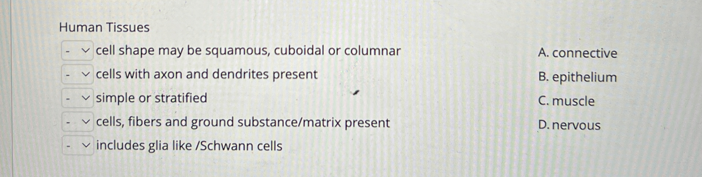 Solved Human Tissues ﻿cell shape may be squamous, cuboidal | Chegg.com