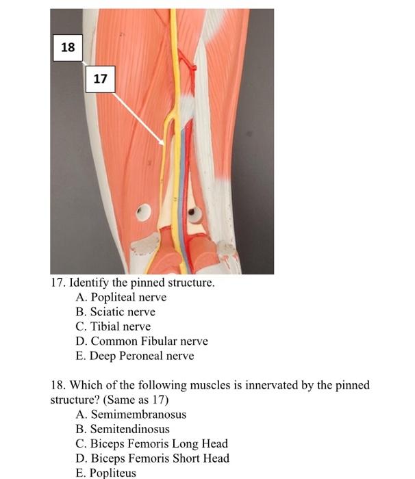 Solved 18 17 17. Identify the pinned structure. A. Popliteal | Chegg.com
