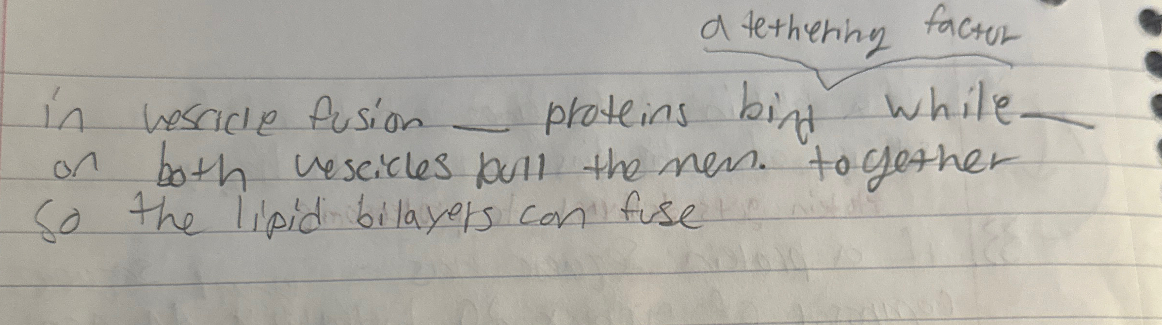 Solved in wvescricle fusion__ ﻿proteins bind a tethering | Chegg.com