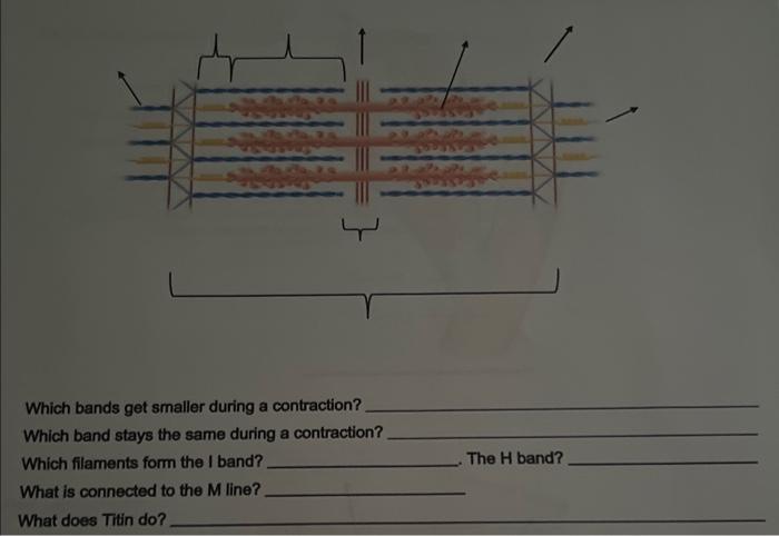 Solved Which bands get smaller during a contraction? Which | Chegg.com