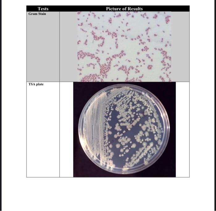 Solved Tests Gram Stain Picture of Results TSA plate | Chegg.com