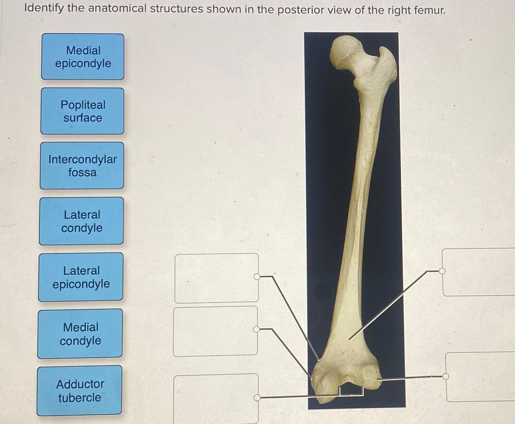 Solved Identify the anatomical structures shown in the | Chegg.com