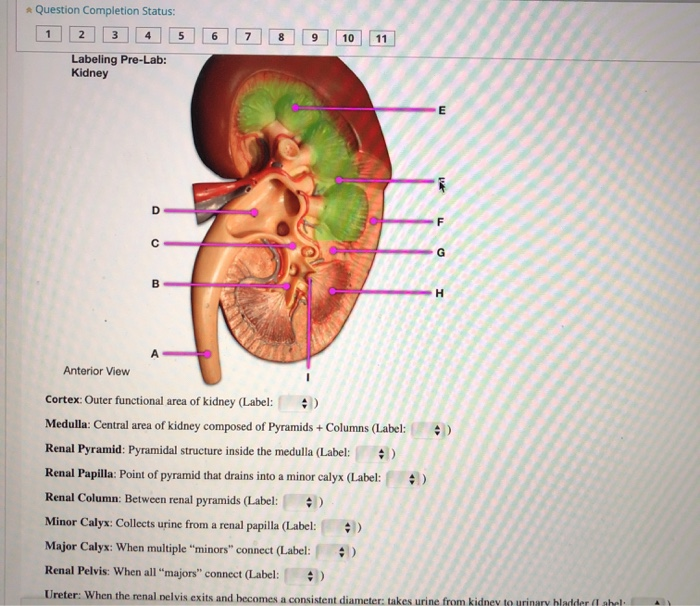 Solved Question Completion Status: 1 2 3 4 5 6 7 8 9 10 | Chegg.com