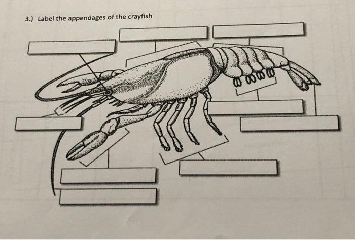 3.) Label the appendages of the crayfish | Chegg.com