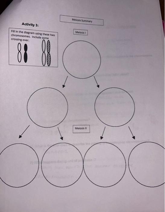 Solved Activity 2: Label the stages: Meiosis I 41 1 $1 Aw | Chegg.com