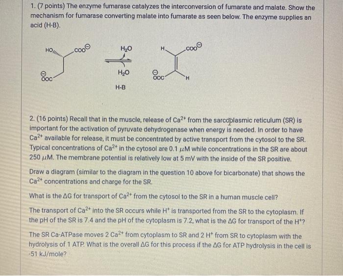1. (7 points) The enzyme fumarase catalyzes the | Chegg.com