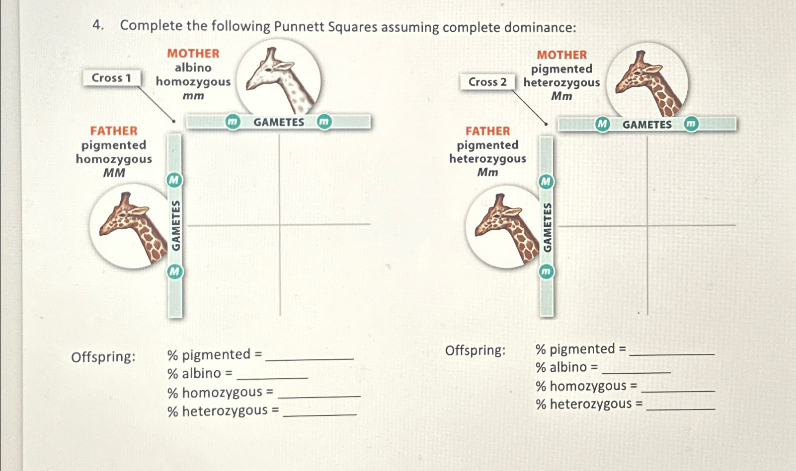 Complete the following Punnett Squares assuming | Chegg.com