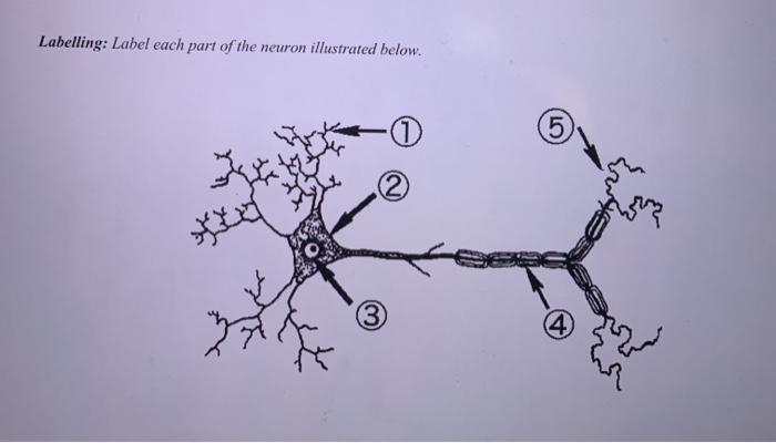 Solved Labelling: Label each part of the neuron illustrated | Chegg.com