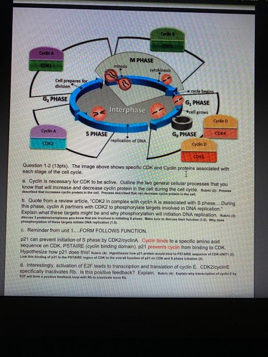 din Cycin A M PHASE mitosis cytokinesis Cell prepares | Chegg.com