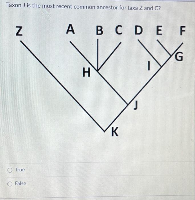 Solved Taxon J is the most recent common ancestor for taxa Z | Chegg.com