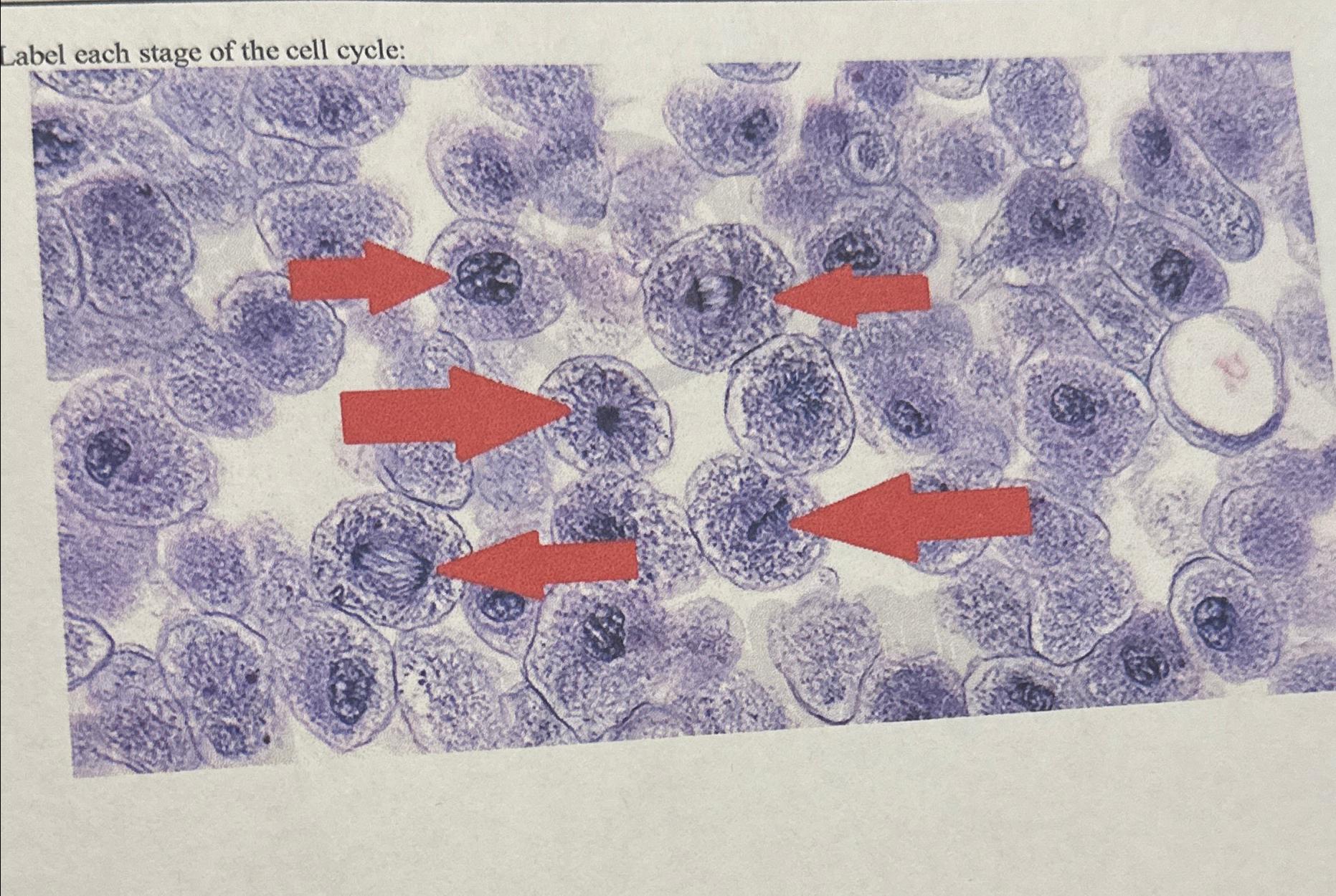 Solved Label each stage of the cell cycle: | Chegg.com