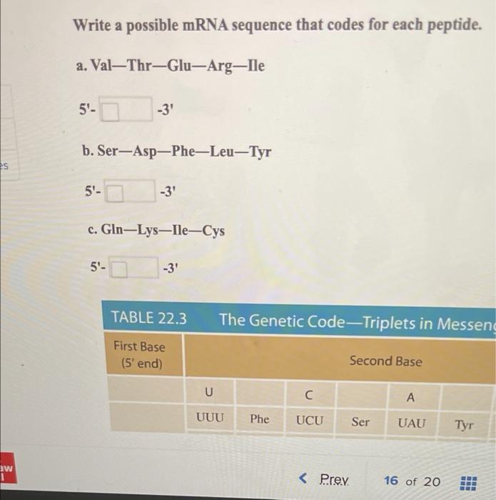 Solved Write a possible mRNA sequence that codes for each | Chegg.com