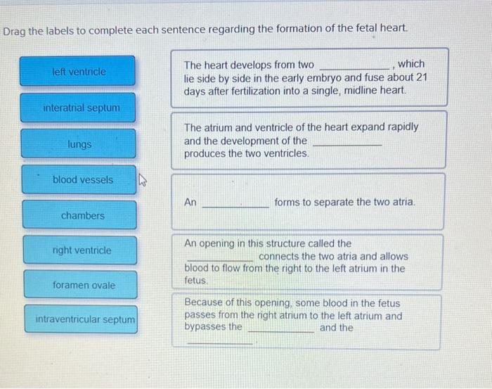 Solved Drag the labels to complete each sentence regarding | Chegg.com