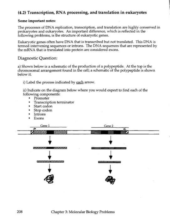 Solved (4.2) Transcription, RNA processing, and translation | Chegg.com
