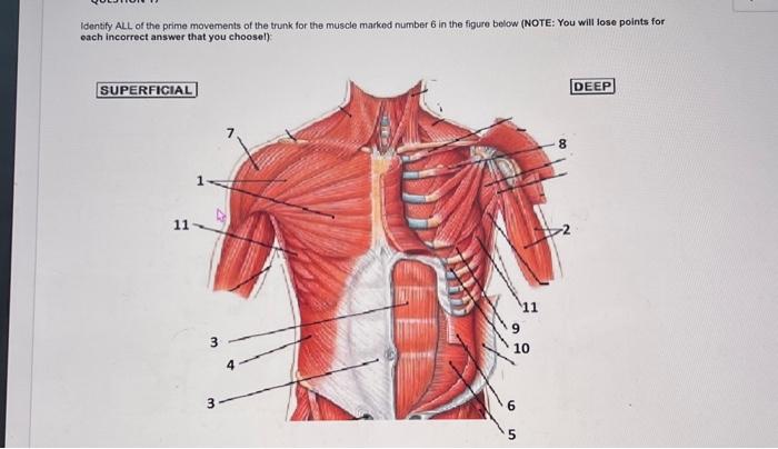 Solved Identify ALL of the prime movements of the trunk for | Chegg.com