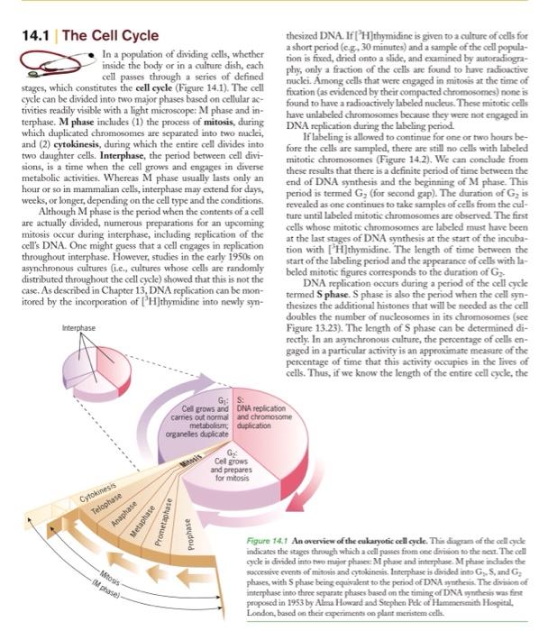 Solved a 14.1 The Cell Cycle In a population of dividing | Chegg.com