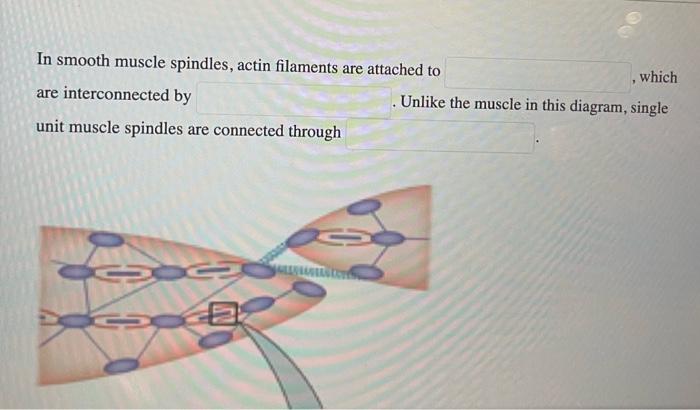 Solved In smooth muscle spindles, actin filaments are | Chegg.com