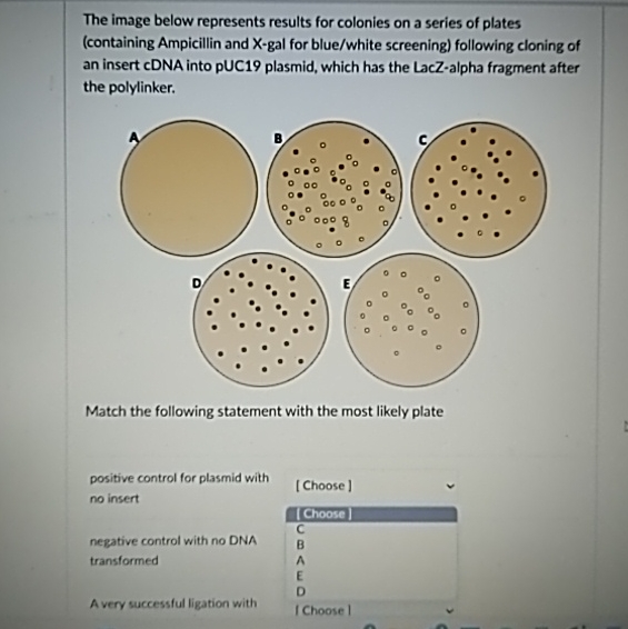 Solved The image below represents results for colonies on a | Chegg.com