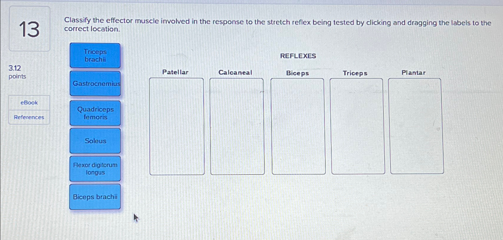 Solved 13Classify the effector muscle involved in the | Chegg.com