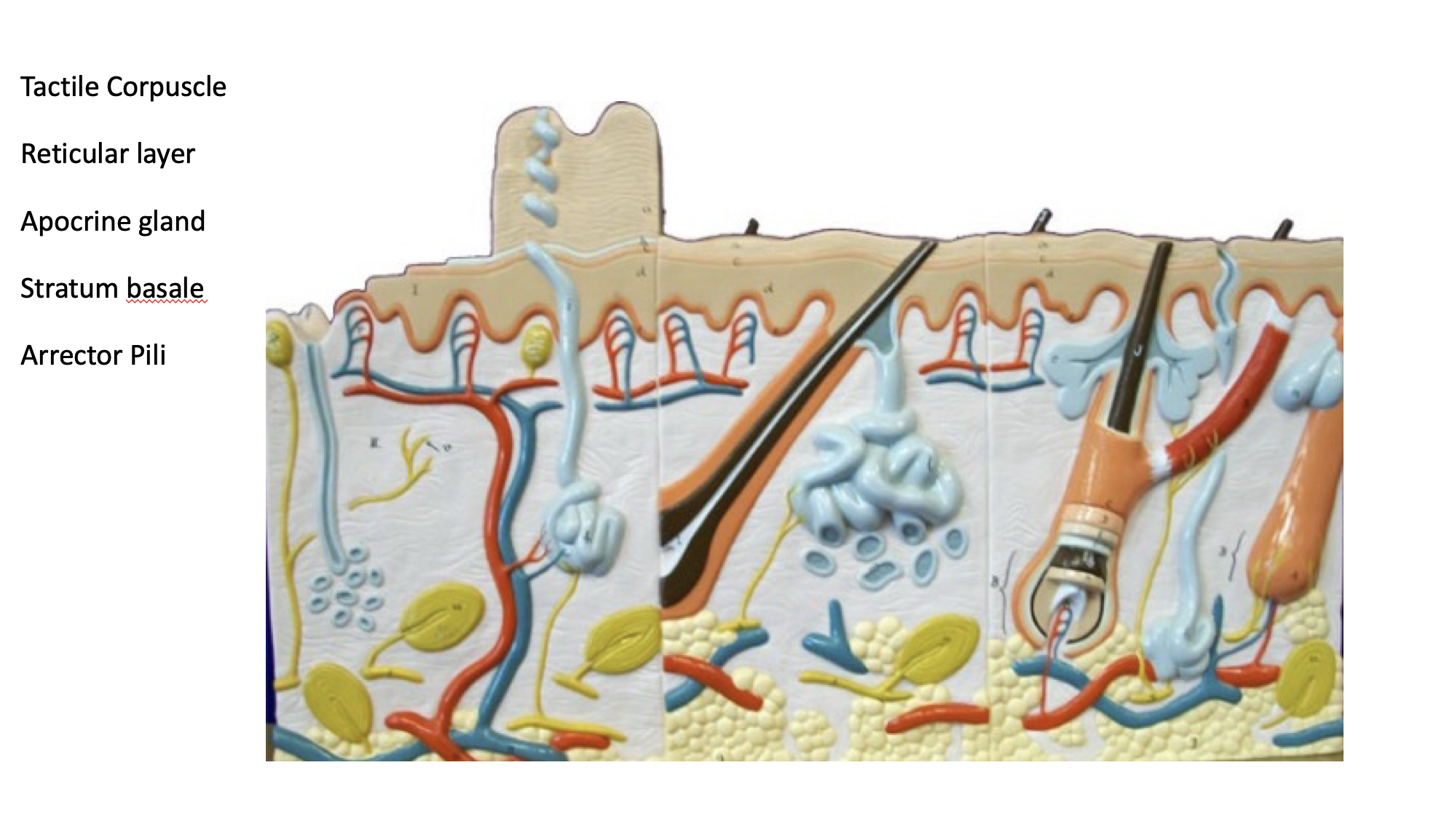 Solved Tactile CorpuscleReticular layerApocrine glandStratum | Chegg.com
